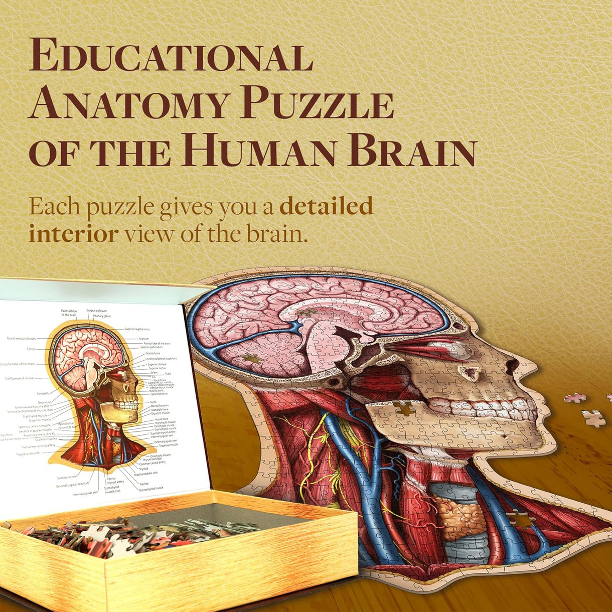 Human Head Anatomy Jigsaw Puzzle | Unique Shaped Science Floor Puzzles ...
