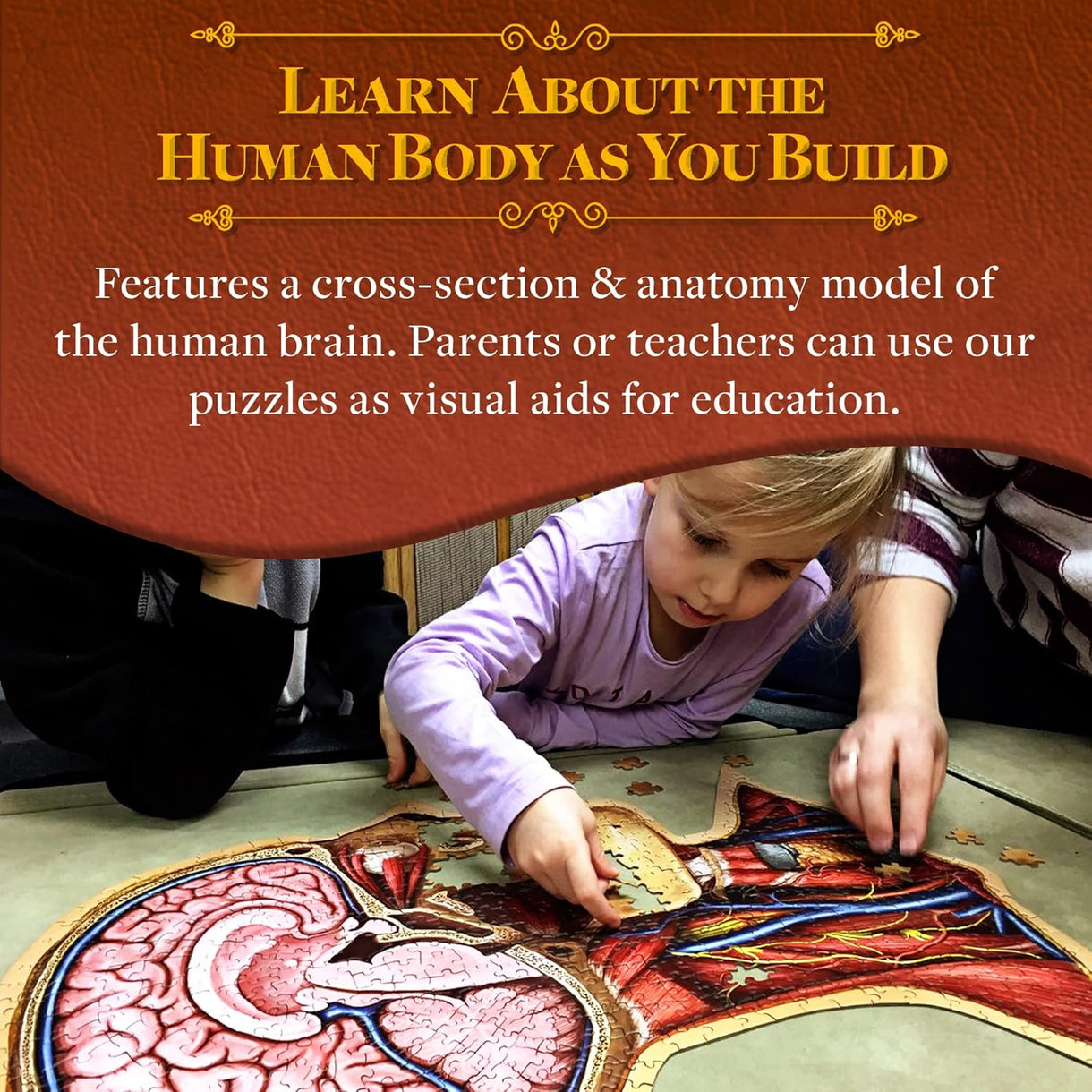 Human Head Anatomy Jigsaw Puzzle | Unique Shaped Science Floor Puzzles ...