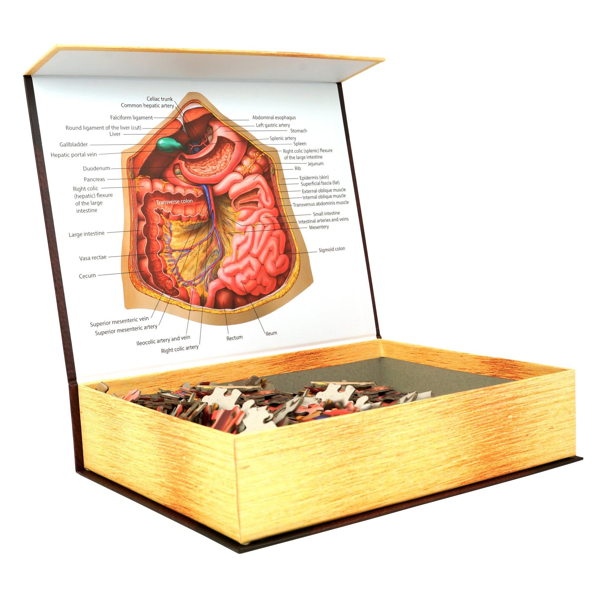 Bundle - Human Anatomy Jigsaw Puzzle Set of Head, Thorax and Abdomen ...