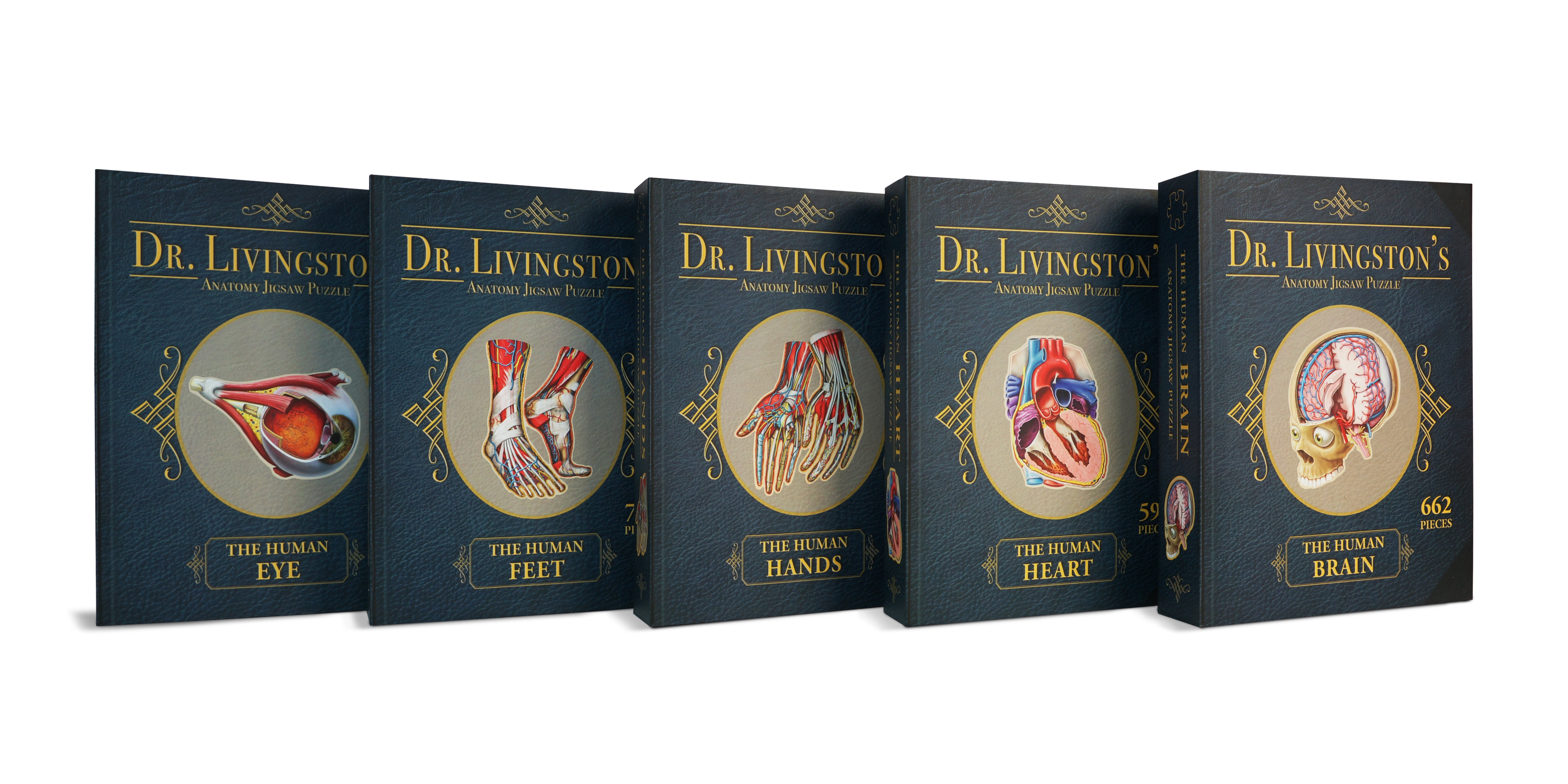 Human Anatomy Organ Puzzle Bundle | Unique Shaped Science Puzzles ...