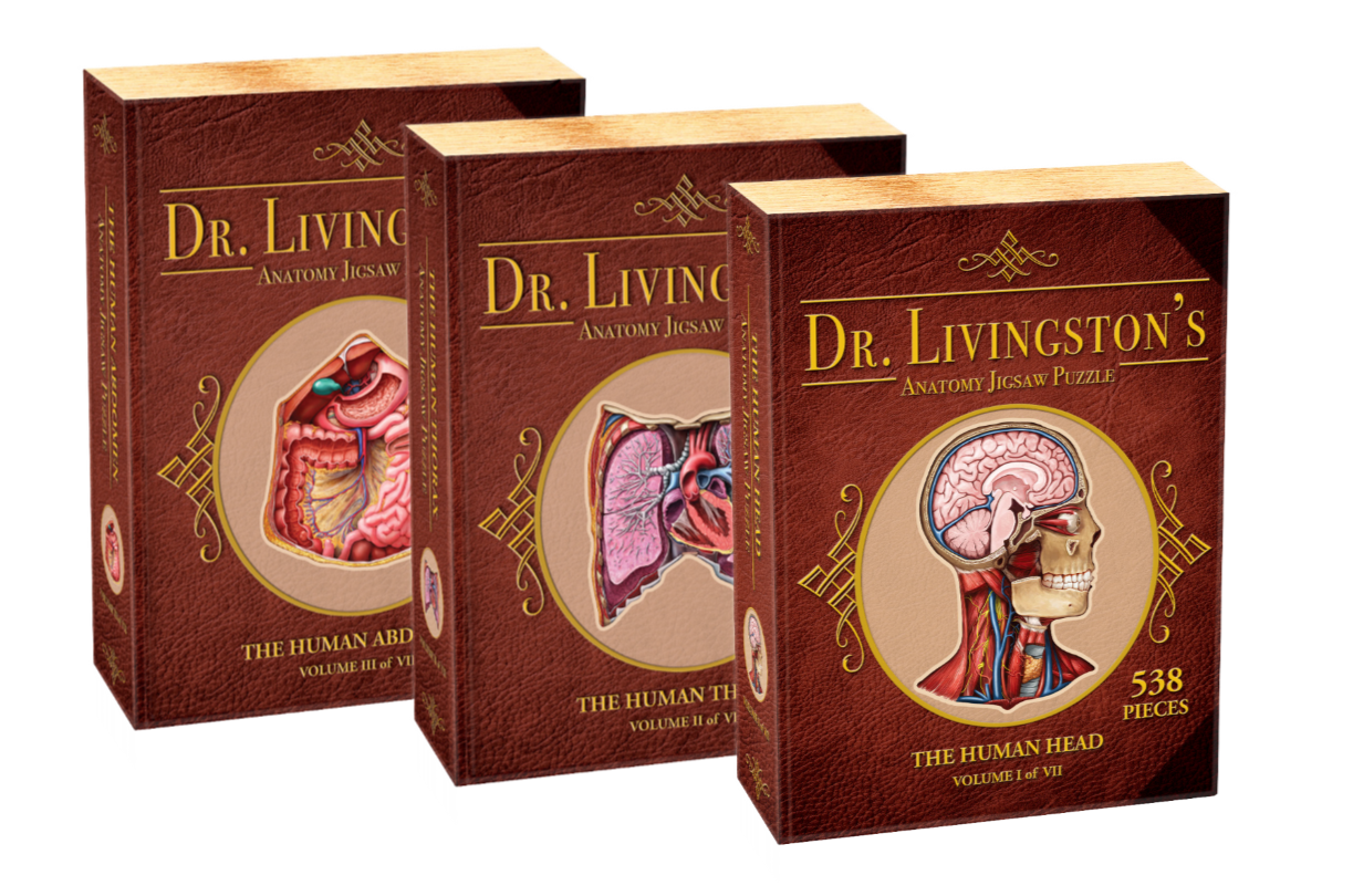 Bundle - Human Anatomy Jigsaw Puzzle Set of Head, Thorax and Abdomen ...