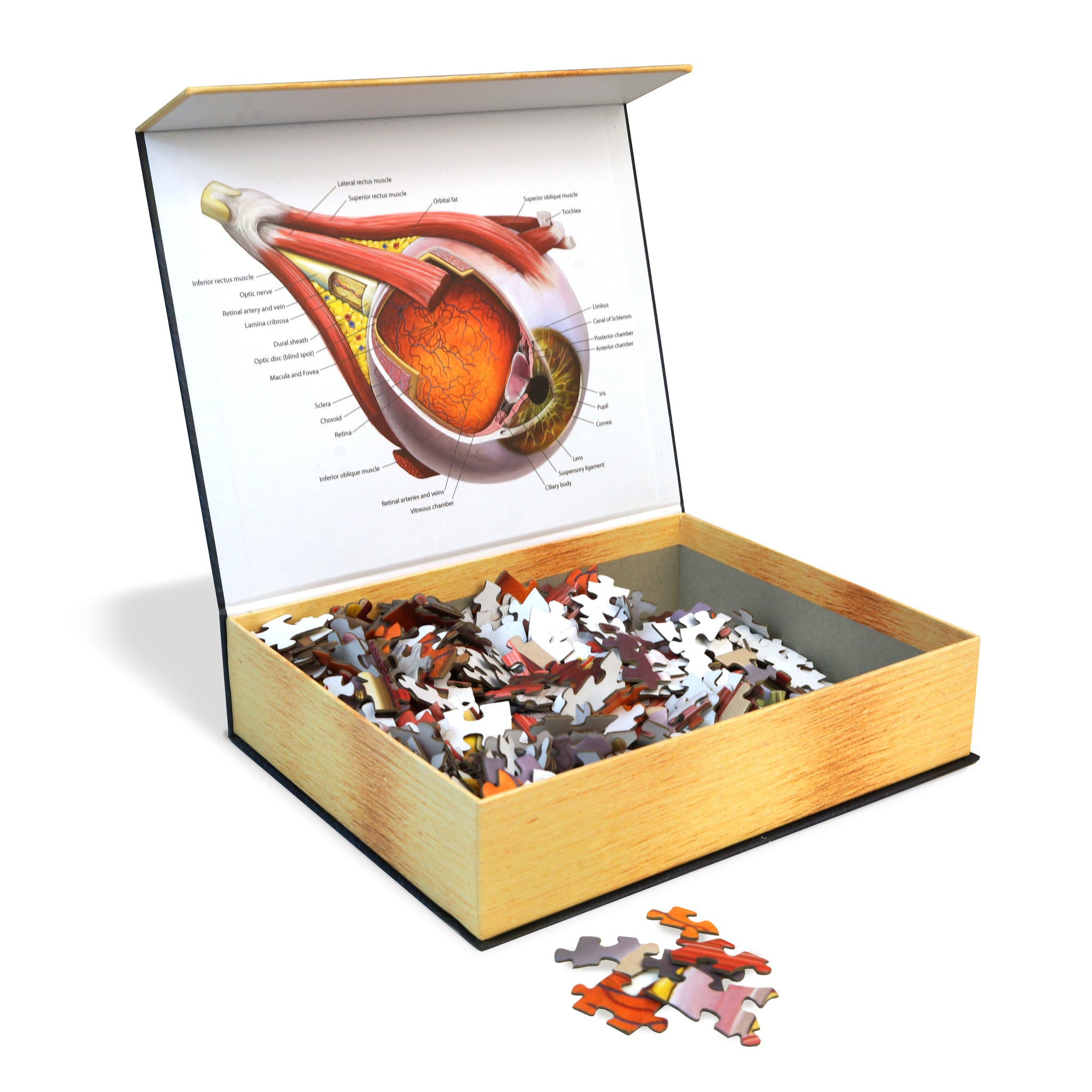 Human Eye Anatomy Jigsaw Puzzle | Unique Shaped Science Puzzles ...