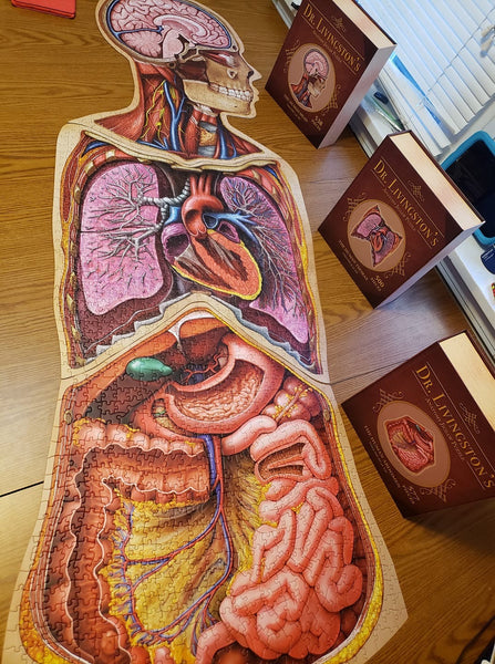 Bundle - Human Anatomy Jigsaw Puzzle Set of Head, Thorax and Abdomen ...