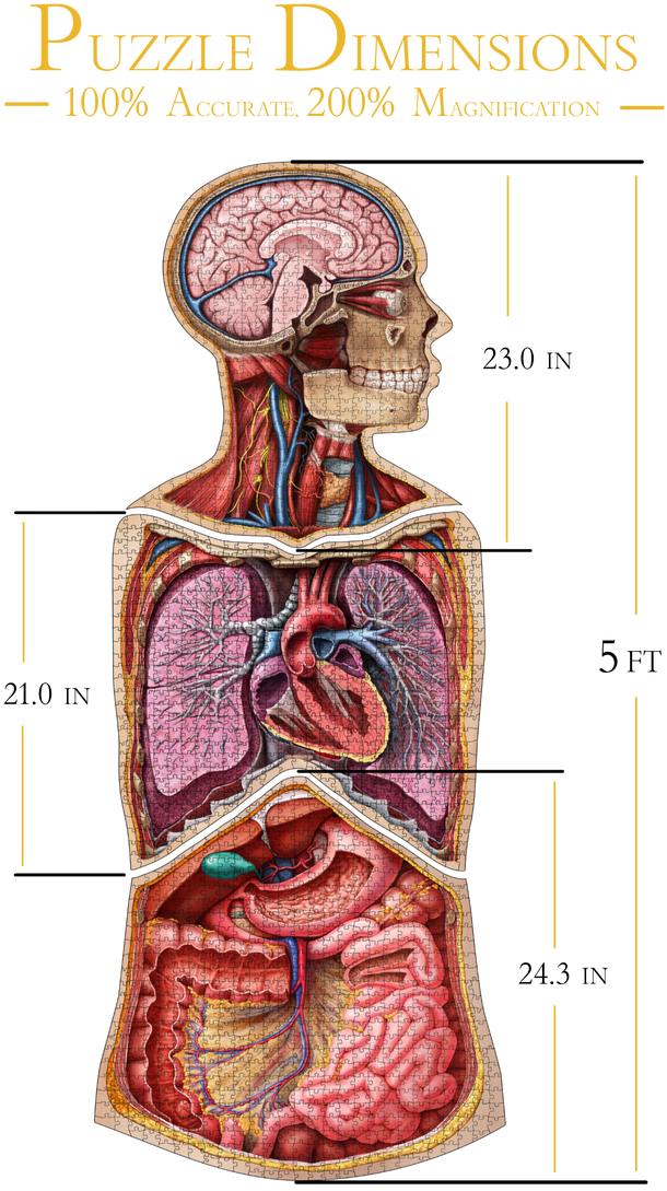 Bundle - Human Anatomy Jigsaw Puzzle Set of Head, Thorax and Abdomen ...