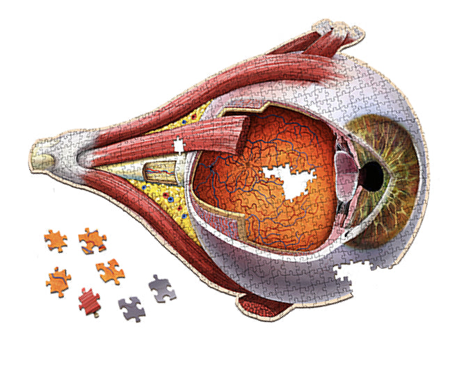 Human Eye Anatomy Jigsaw Puzzle | Unique Shaped Science Puzzles ...