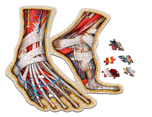 Accurate Human Anatomy Floor Puzzles | 500 Pieces | Human Body Puzzles ...