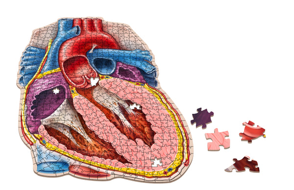 Accurate Human Anatomy Floor Puzzles | 500 Pieces | Human Body Puzzles ...